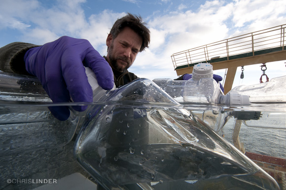 Health of Crucial Plants at the Base of Marine Food Chains Disrupted by ...