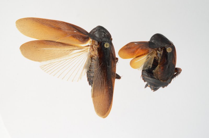 Researchers Star in a Cockroach Odyssey for the Ages | Rutgers ...